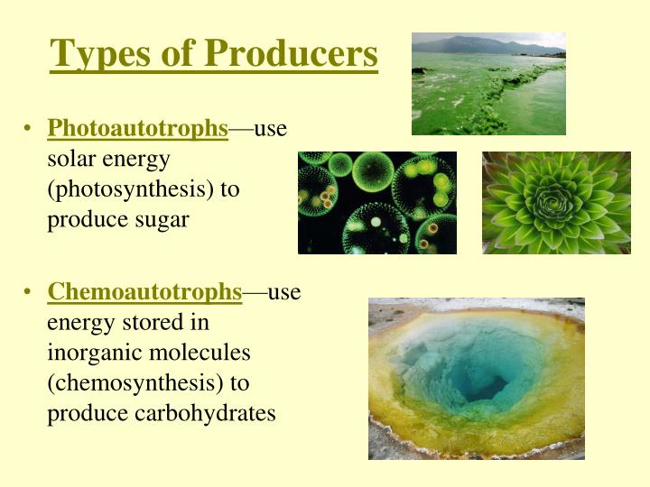 PPT - Chapter 18: Introduction to Ecology PowerPoint Presentation - ID ...