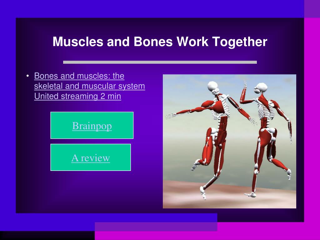 PPT The Muscular System PowerPoint Presentation Free Download ID PPT The Muscular System PowerPoint Presentation Free Download ID