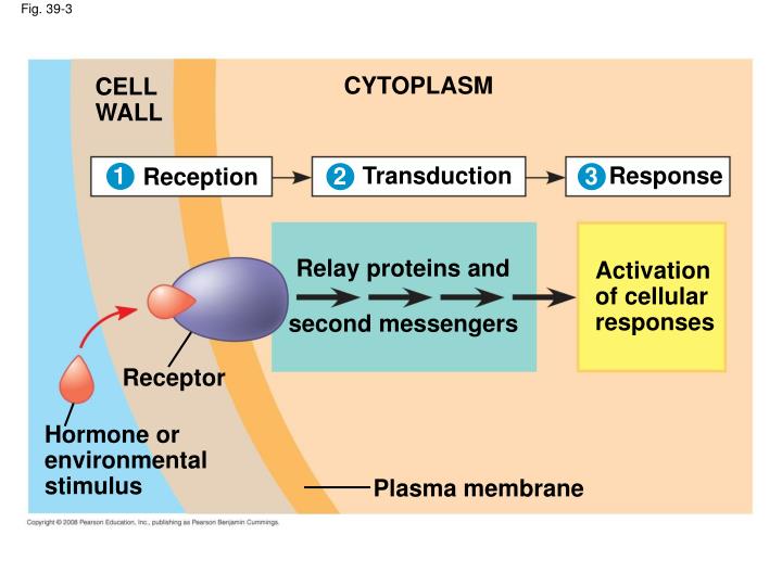 PPT - Chapter 39 PowerPoint Presentation - ID:5581675