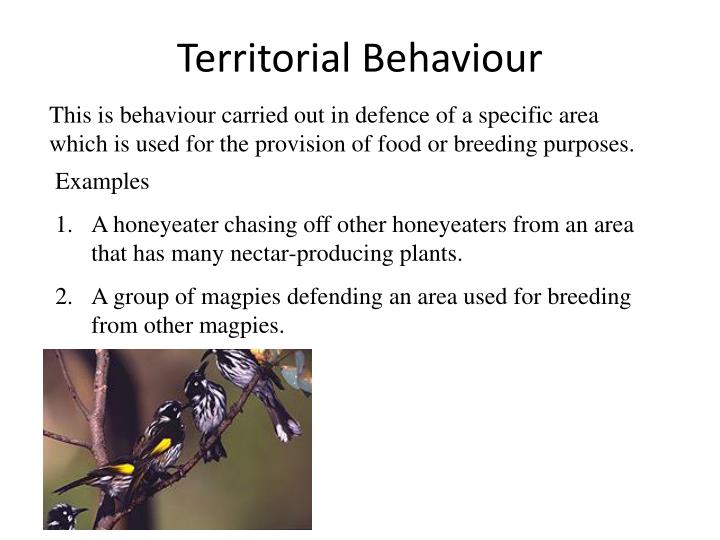 PPT - Functions of Behaviour PowerPoint Presentation - ID:5583074