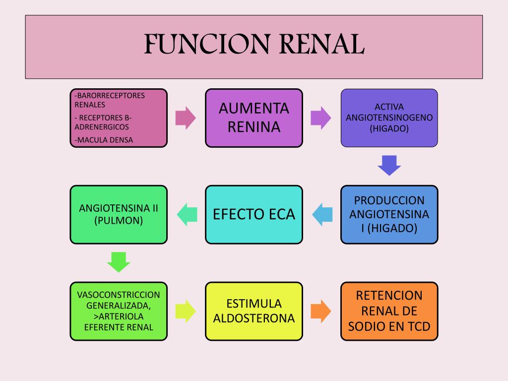 PPT - LIQUIDOS corporales en pediatria PowerPoint Presentation, free ...