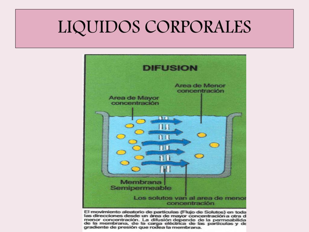 PPT - LIQUIDOS corporales en pediatria PowerPoint Presentation, free ...