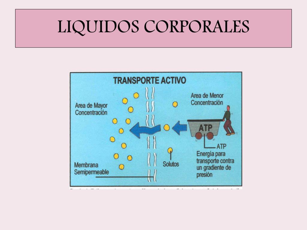 PPT - LIQUIDOS corporales en pediatria PowerPoint Presentation, free ...