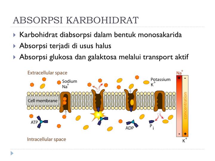 PPT - KARBOHIDRAT, LEMAK, PROTEIN PowerPoint Presentation - ID:5583972