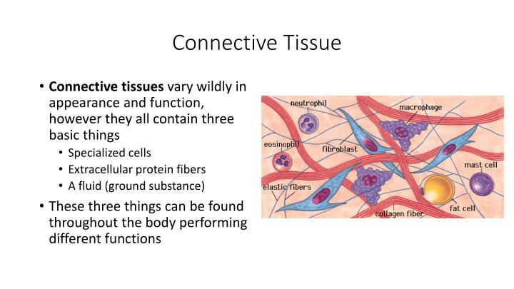 PPT - Connective Tissue PowerPoint Presentation - ID:5584208
