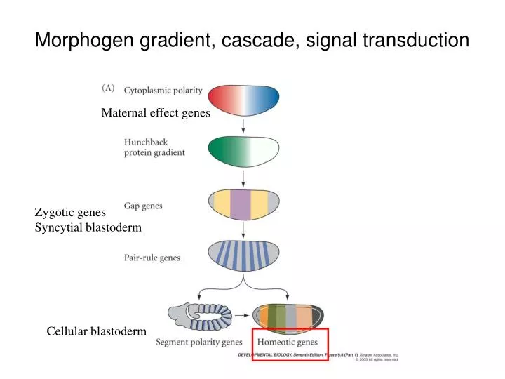 PPT - Morphogen gradient, cascade, signal transduction PowerPoint ...