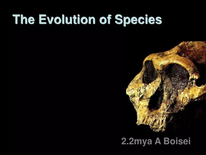 PPT - 2.2mya A Boisei PowerPoint Presentation, free download - ID:5585687