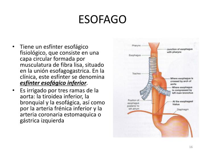 PPT - 1.5.3 Grandes vasos sanguíneos PowerPoint Presentation - ID:5587013