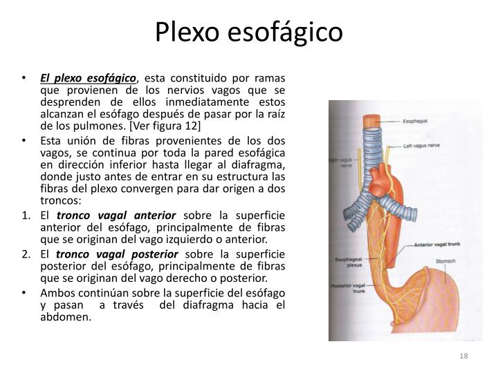 PPT - 1.5.3 Grandes vasos sanguíneos PowerPoint Presentation - ID:5587013