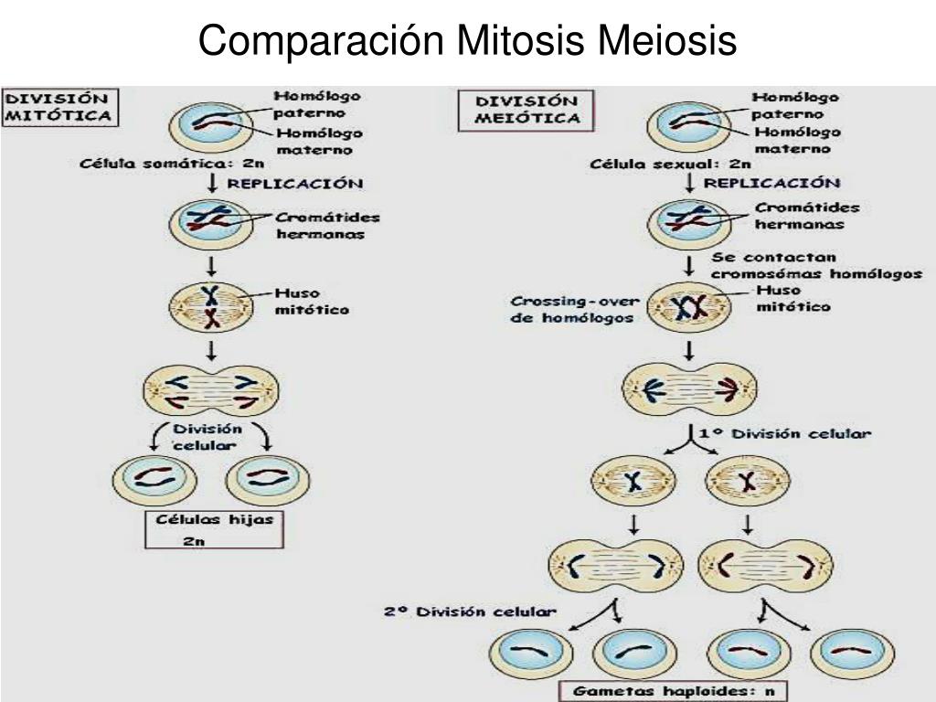 Diferencias Entre Mitosis Y Meiosis
