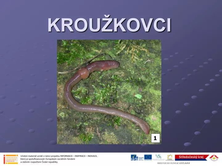 PPT - KROUŽKOVCI PowerPoint Presentation, free download - ID:5587341