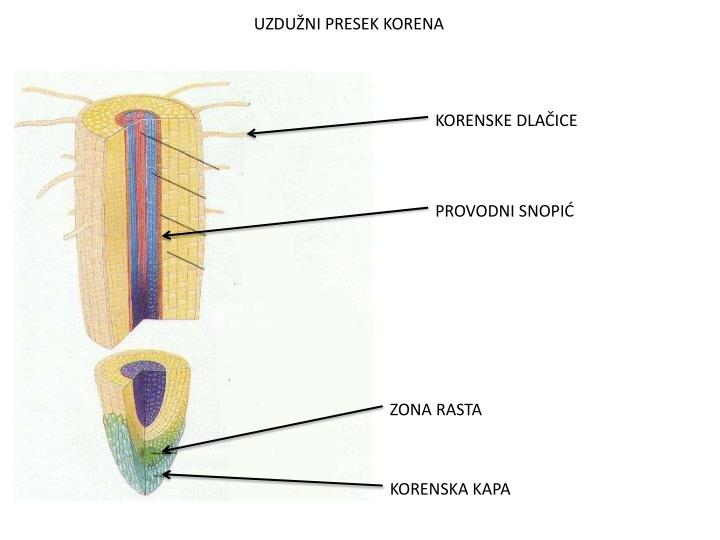 PPT - KOREN PowerPoint Presentation - ID:5587483