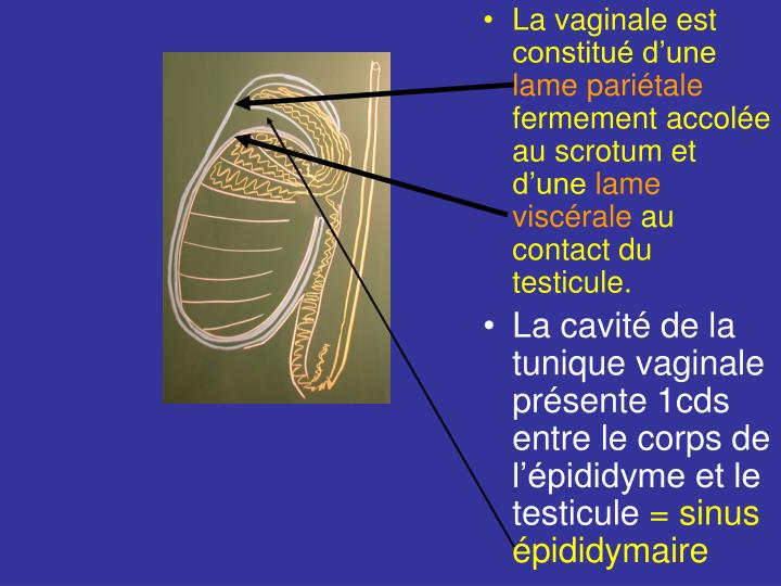 PPT - TESTICULE ET EPIDIDYME PowerPoint Presentation - ID:5587967