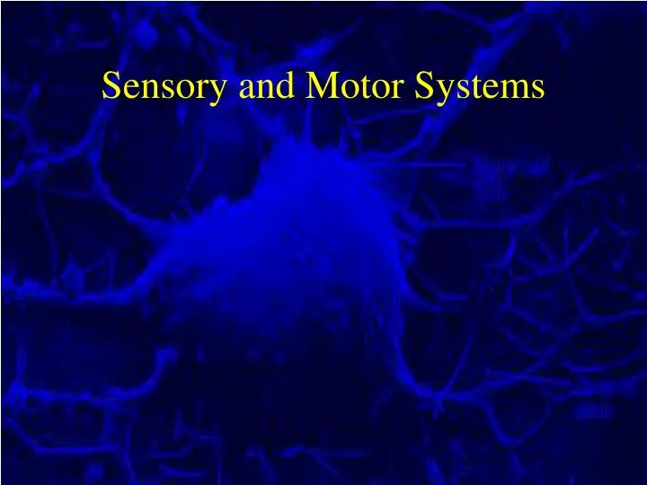PPT - Sensory and Motor Systems PowerPoint Presentation, free download ...