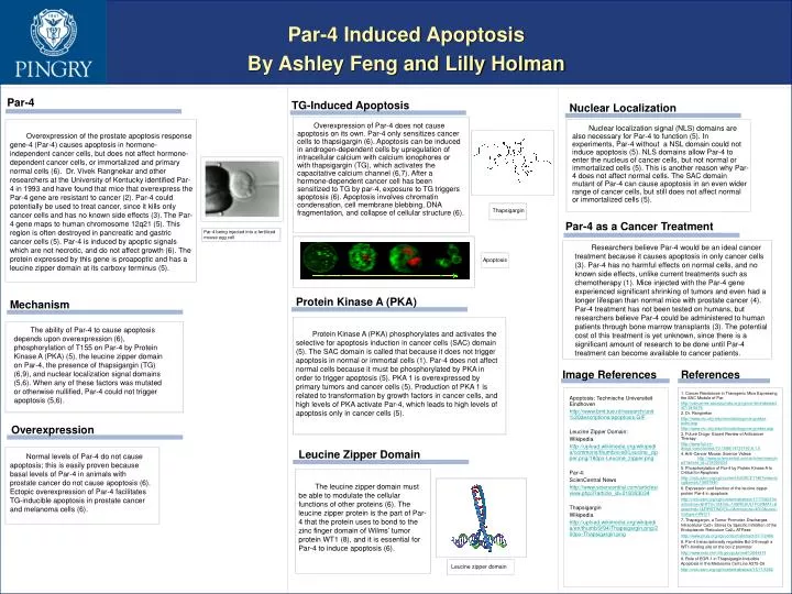PPT - Par-4 Induced Apoptosis By Ashley Feng and Lilly Holman ...