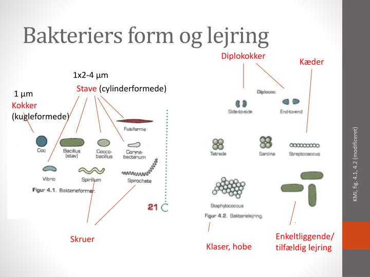 PPT - Bakteriecellen PowerPoint Presentation - ID:5590427