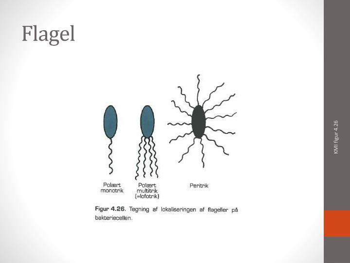 PPT - Bakteriecellen PowerPoint Presentation - ID:5590427