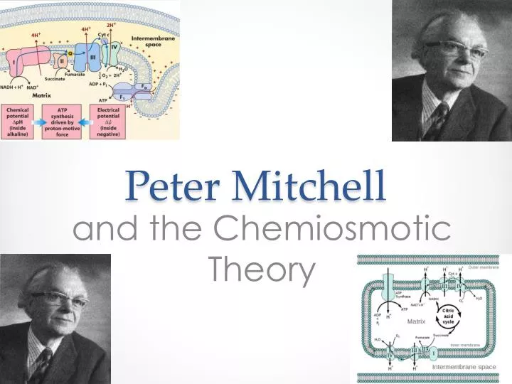 PPT - Peter Mitchell PowerPoint Presentation, free download - ID:5590773