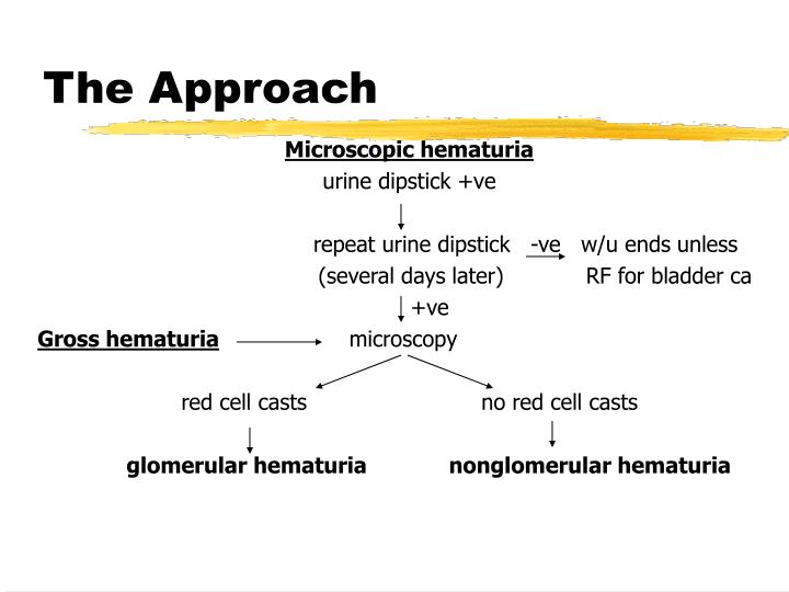 PPT - Approach to Hematuria PowerPoint Presentation - ID:5591686