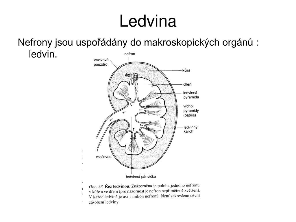 PPT - Fyziologie vylučovacích soustav živočichů PowerPoint Presentation ...