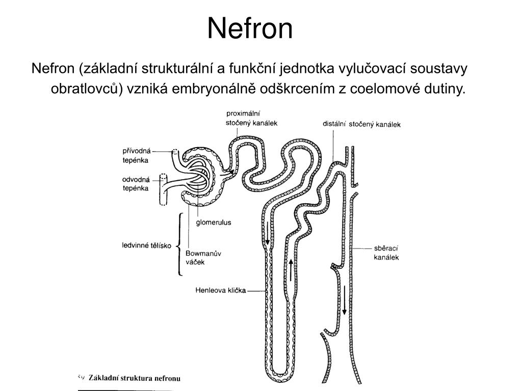 PPT - Fyziologie vylučovacích soustav živočichů PowerPoint Presentation ...