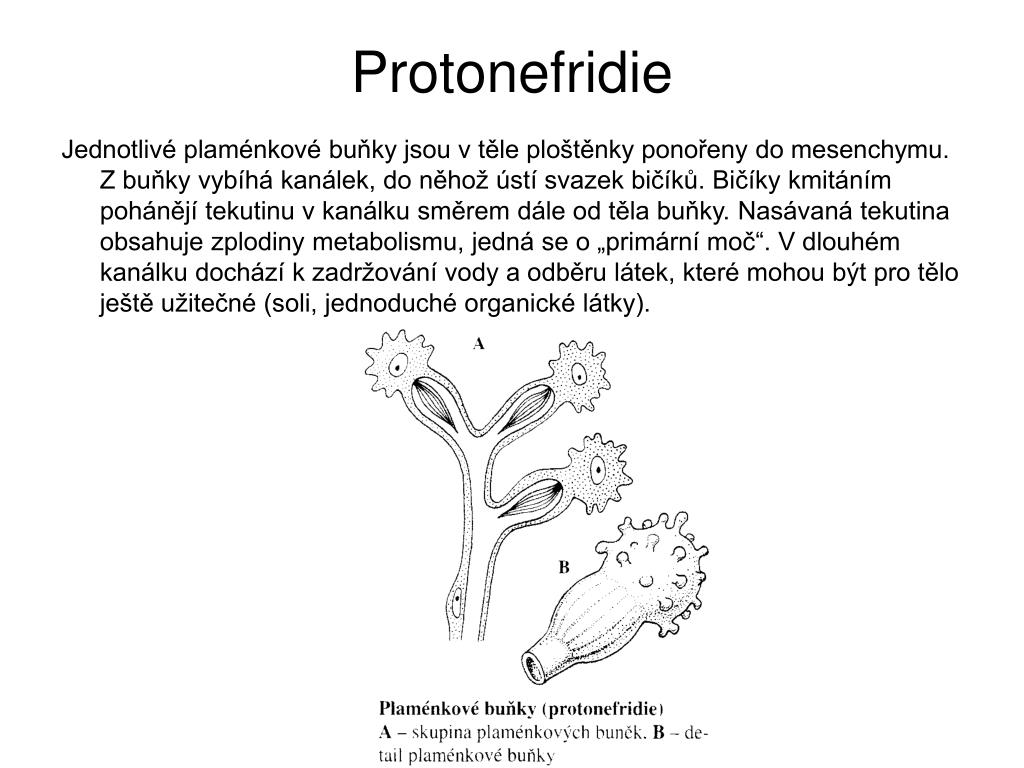 PPT - Fyziologie vylučovacích soustav živočichů PowerPoint Presentation ...