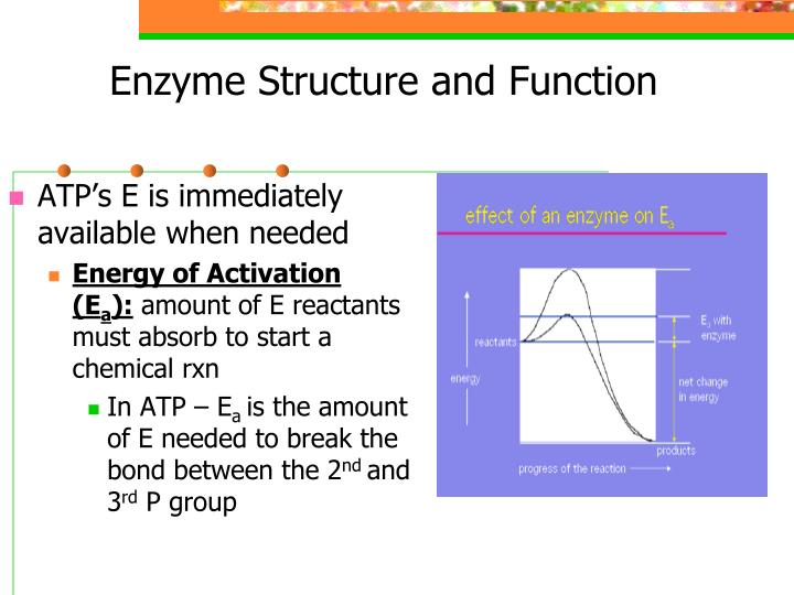 Structure And Function Of An Enzyme