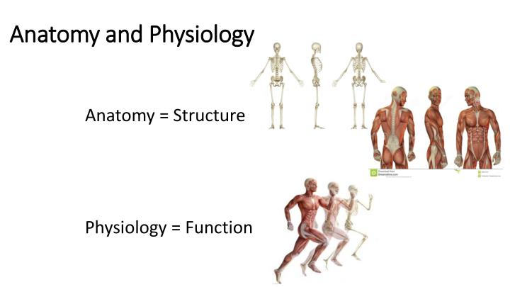 PPT - Organization of the Human Body PowerPoint Presentation - ID:5593148