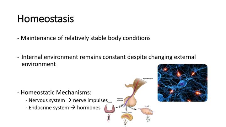 PPT - Organization of the Human Body PowerPoint Presentation - ID:5593148