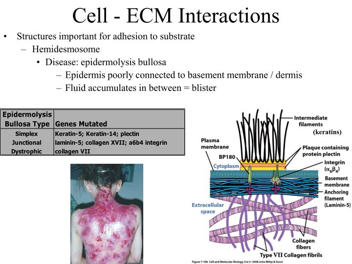 PPT - The Extracellular Space PowerPoint Presentation - ID:5594372