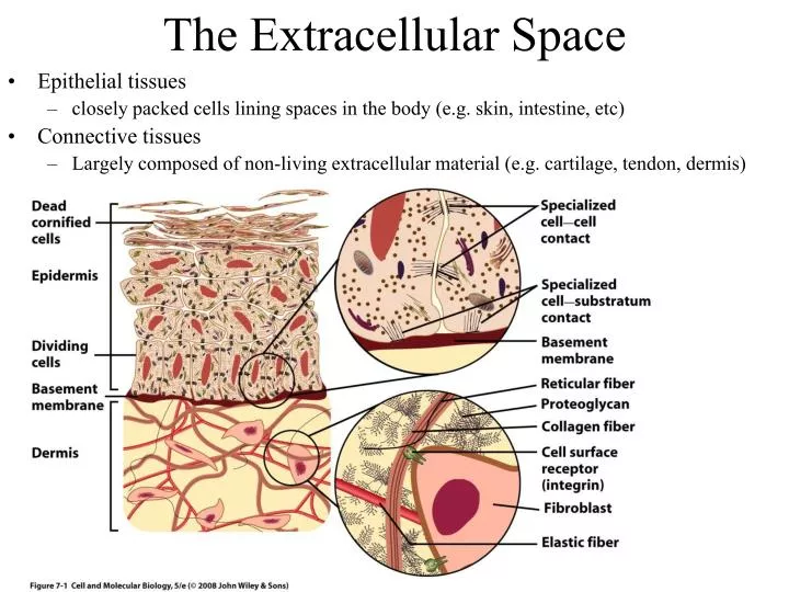 PPT - The Extracellular Space PowerPoint Presentation, free download ...
