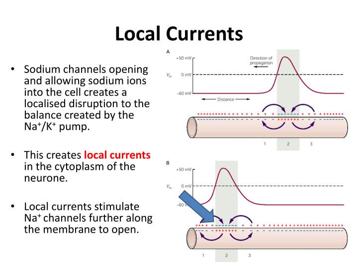 PPT - Transmission of Action Potentials PowerPoint Presentation - ID ...