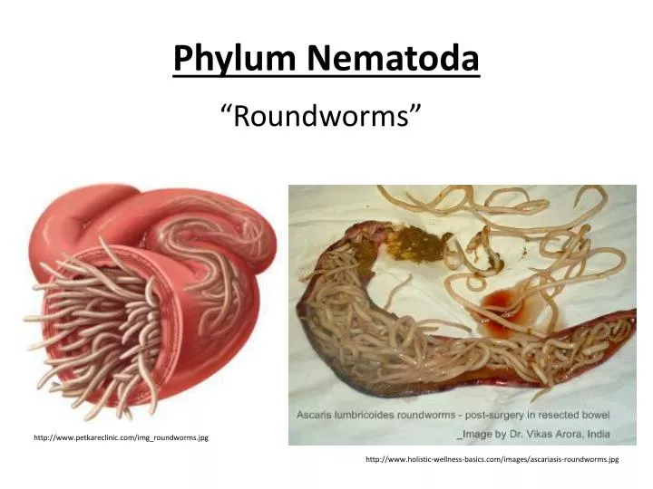 PPT - Phylum Nematoda PowerPoint Presentation, free download - ID:5595022