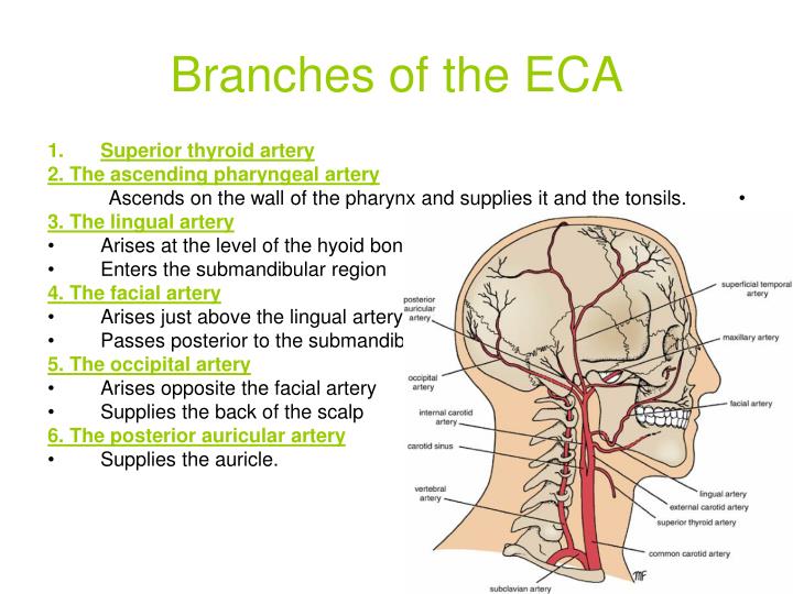 PPT - The Anatomy of Head & Neck BY: DR. Yahya H. Alfarra Faculty of ...