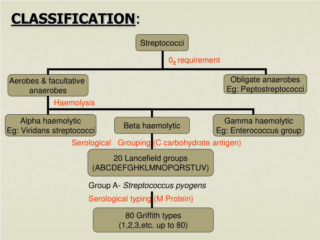 PPT STREPTOCOCCUS PowerPoint Presentation Free Download ID 5596913