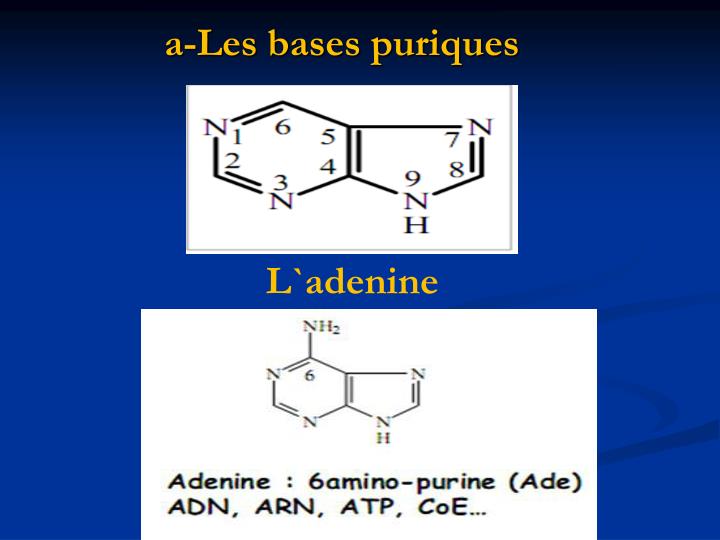 PPT - Les acides nucléiques PowerPoint Presentation - ID:5596932
