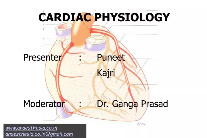PPT - CARDIAC PHYSIOLOGY PowerPoint Presentation, free download - ID ...