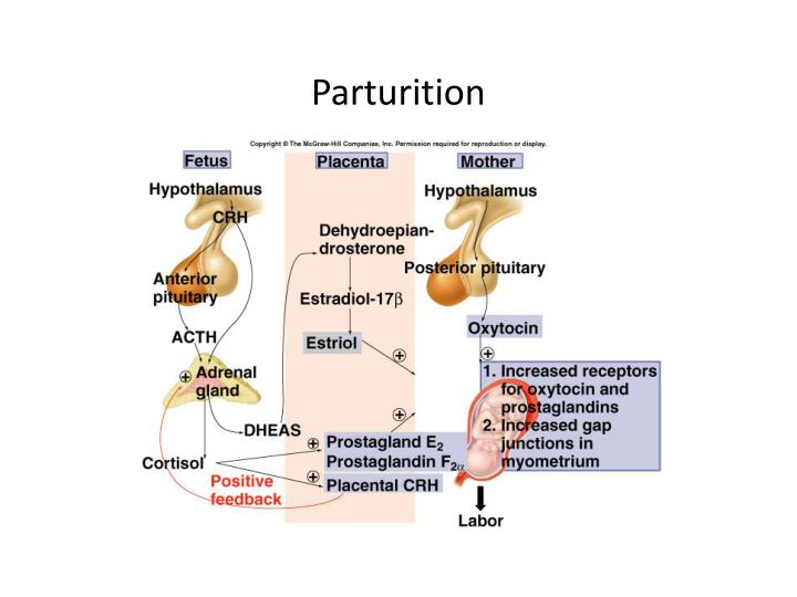 PPT - Physiology of Normal Labour and Childbirth PowerPoint ...
