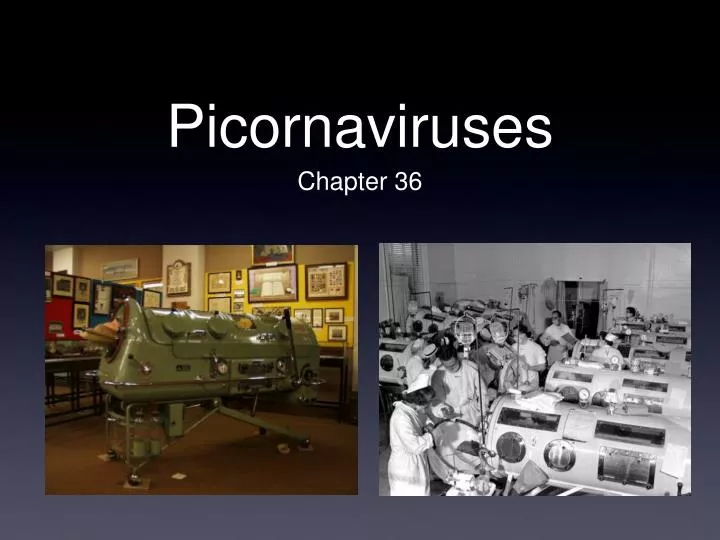 PPT - Picornaviruses PowerPoint Presentation, free download - ID:5598039