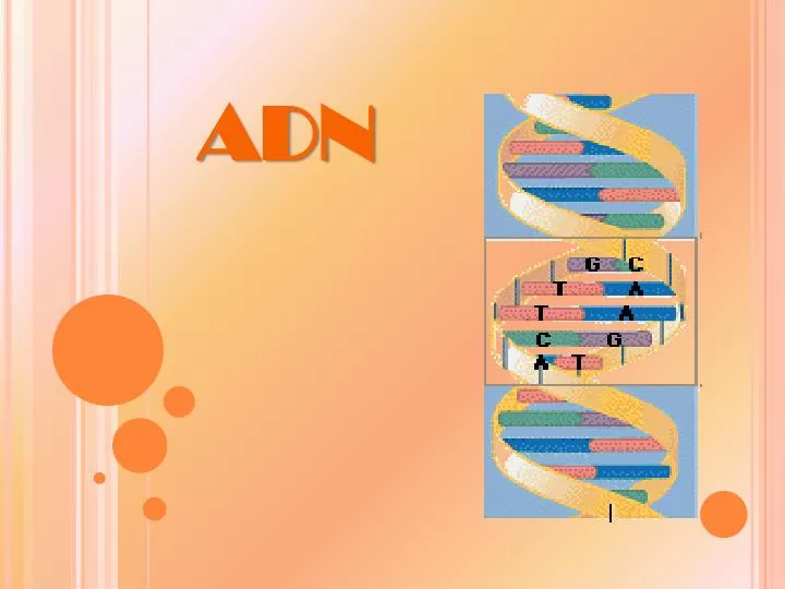PPT - ADN PowerPoint Presentation, free download - ID:5598273