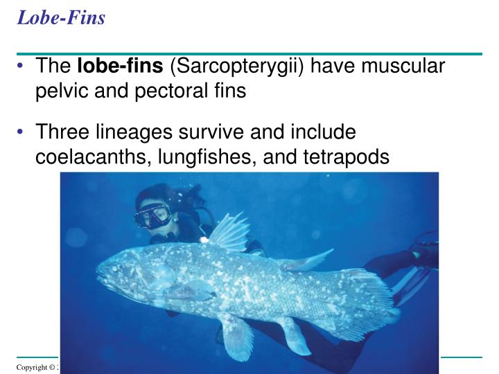 PPT - Chapter 34 PowerPoint Presentation - ID:5598745