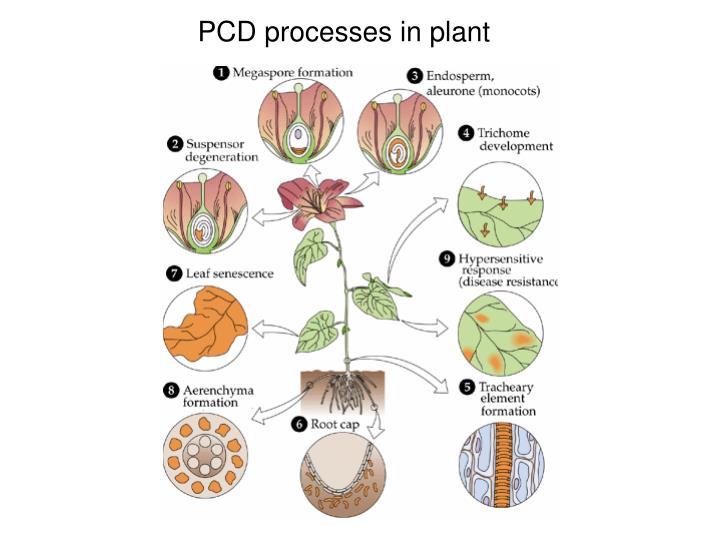 PPT - Plant Senescence -Program cell death (PC D ) PowerPoint ...