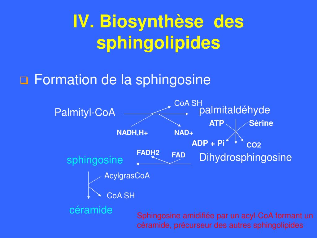 PPT - Métabolisme des acylglycérols et des sphingolipides PowerPoint ...