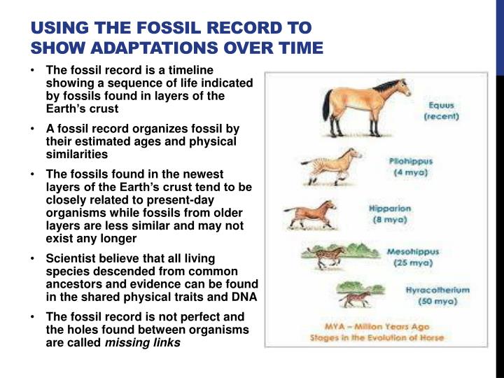 PPT - Adaptation or Extinction! PowerPoint Presentation - ID:5599203