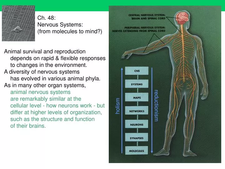 Reductionism Psychology