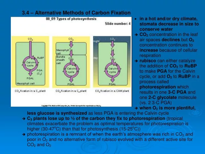 PPT - CO2 removed from malate enters C3 Calvin cycle, catalyzed by ...