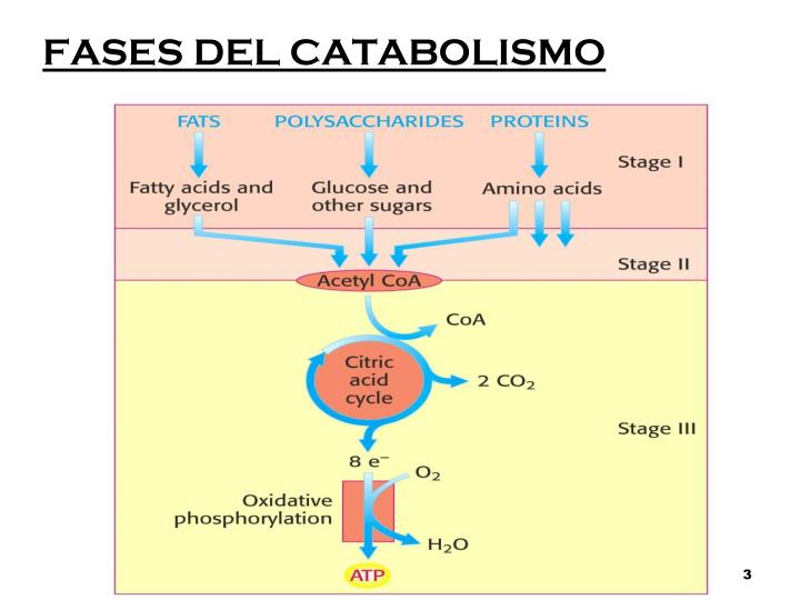 PPT - Ciclo de krebs PowerPoint Presentation - ID:5599832