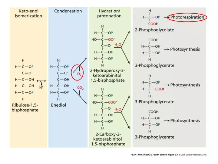 PPT - Photorespiration: PowerPoint Presentation, free download - ID:5599935