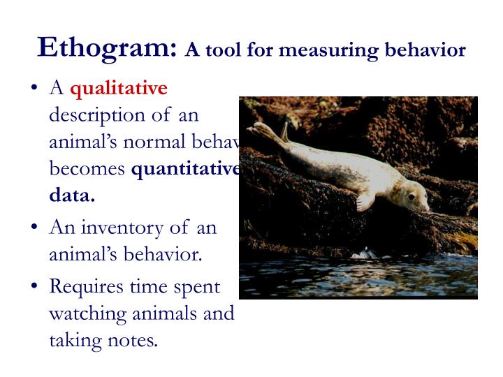 PPT - Ethograms: Measuring Behavior PowerPoint Presentation - ID:5600463