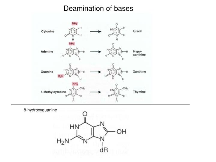 PPT - Lecture 1 DNA damage. Damage Reversal. Base excision repair ...